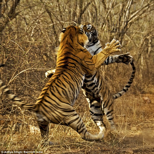 machli tapete,tiger,tierwelt,landtier,bengalischer tiger,felidae ...