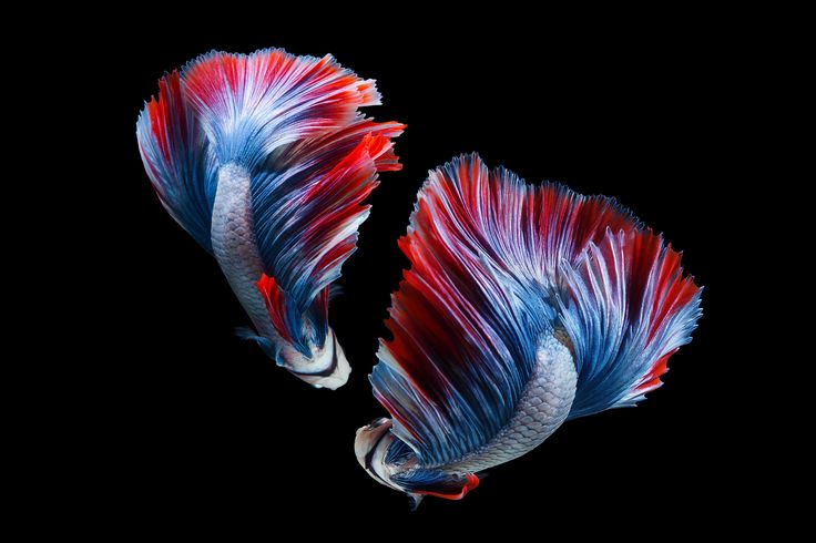 siamese fighting fish wallpaper,organism,feather,macro photography ...
