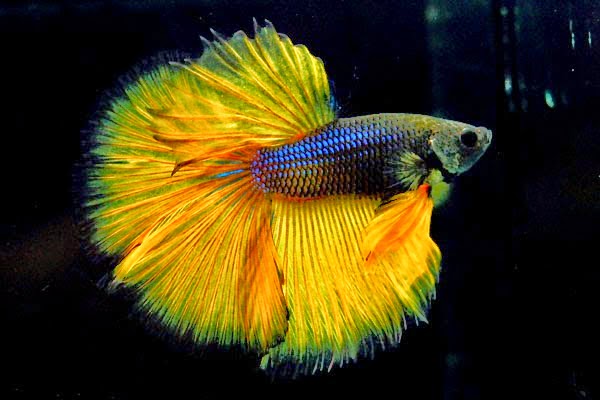 Fighter Fish Hd Images Free Download- WallpaperUse