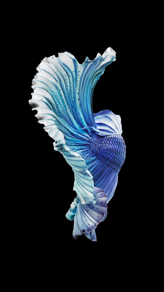 Apple Fish Wallpaper- WallpaperUse