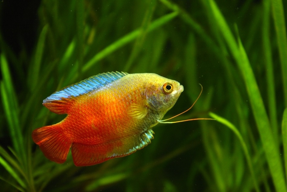 Dwarf Gourami Fish Wild- WallpaperUse