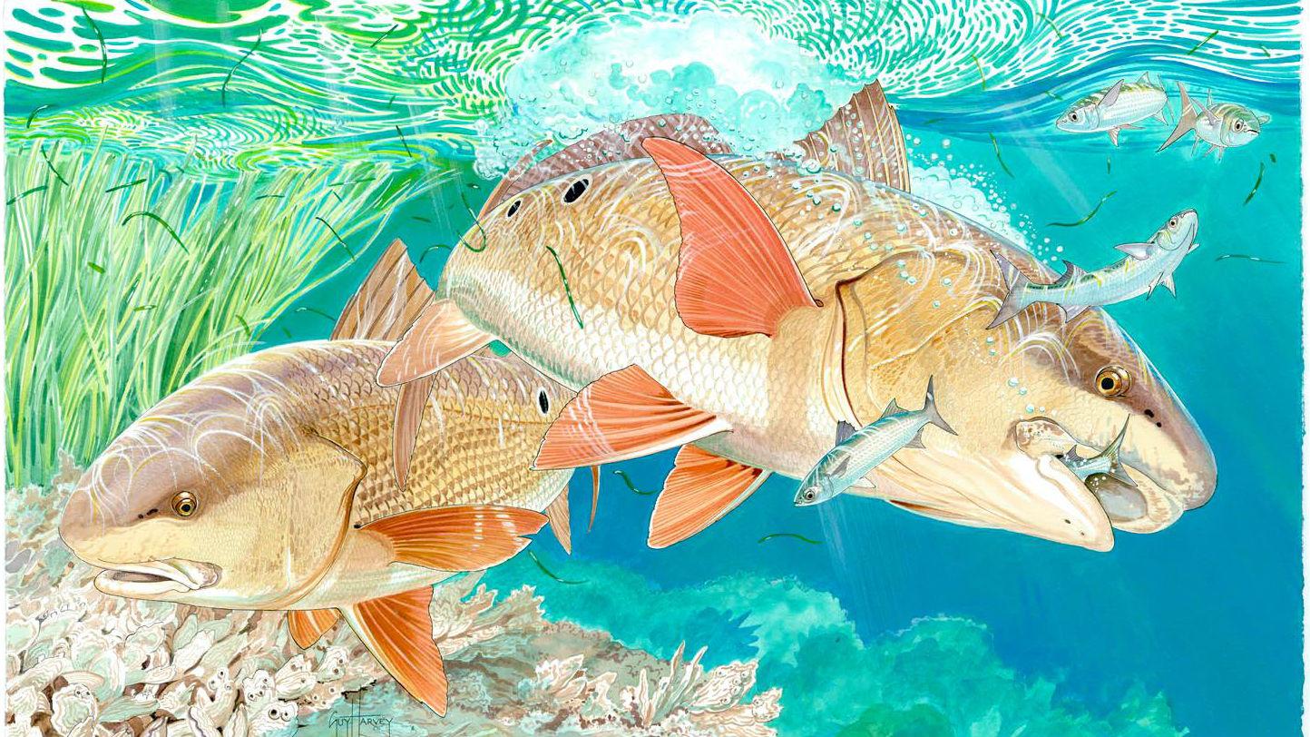 Guy Harvey Redfish Wallpaper - Guy Harvey Redfish Paintings- WallpaperUse