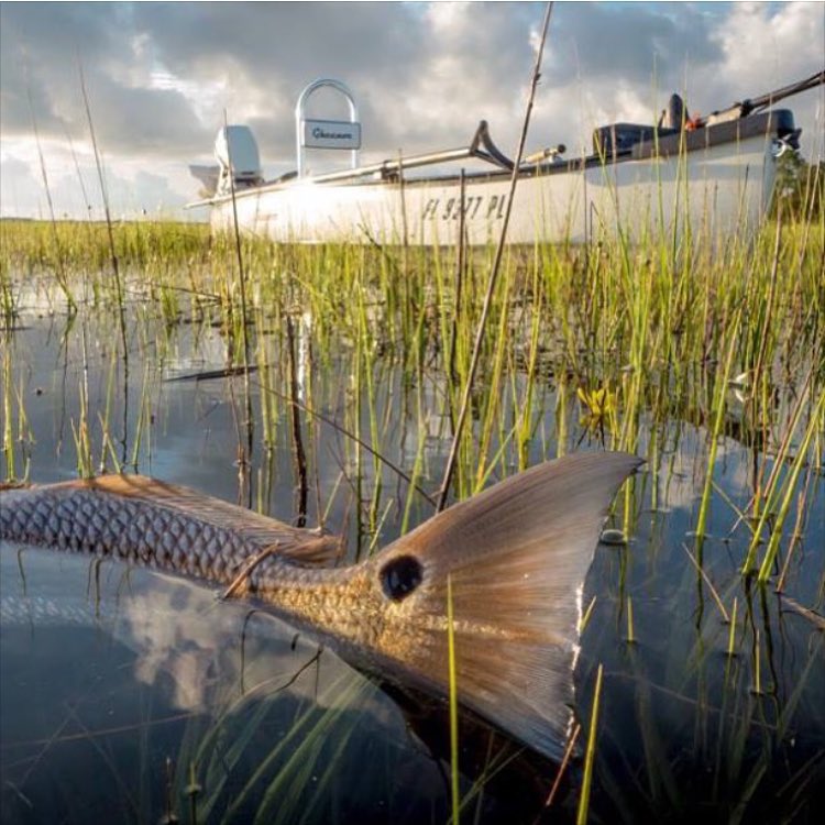 Redfish Background