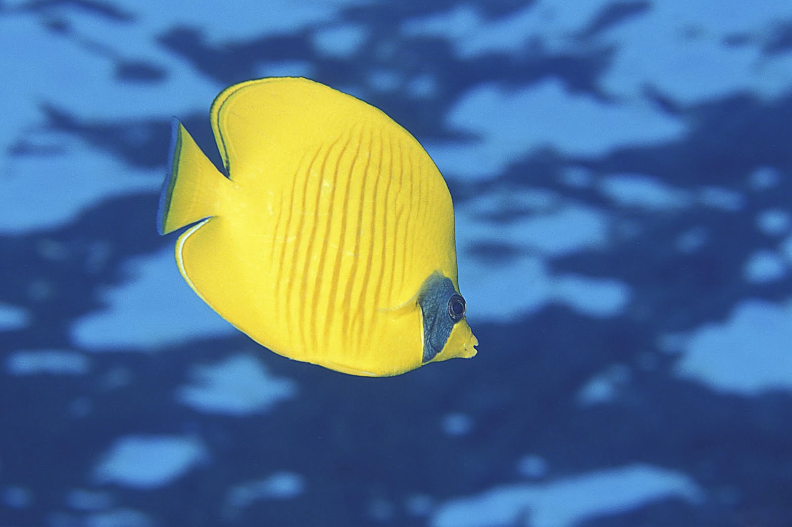 carta da parati pesce che nuota,pesce,giallo,pesci di barriera ...