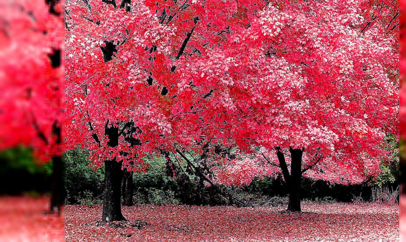 Autumn Tree Pink Color Hd Desktop Mobile Wallpaper - Japan Pink Leaf ...