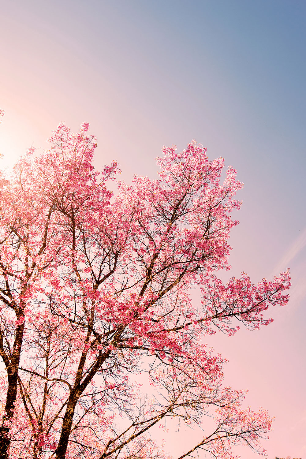 Pretty Pink Tree - Pink Tree- WallpaperUse