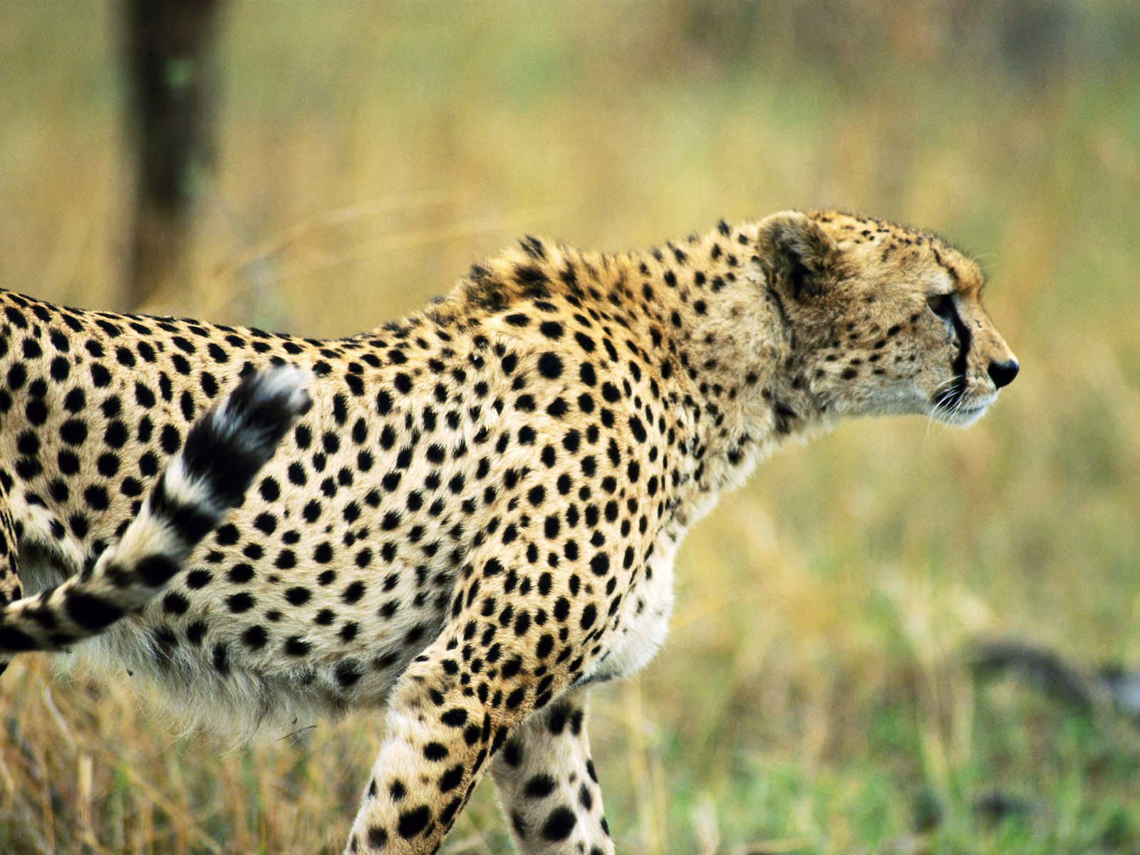 Cheetah Animal Side View- WallpaperUse
