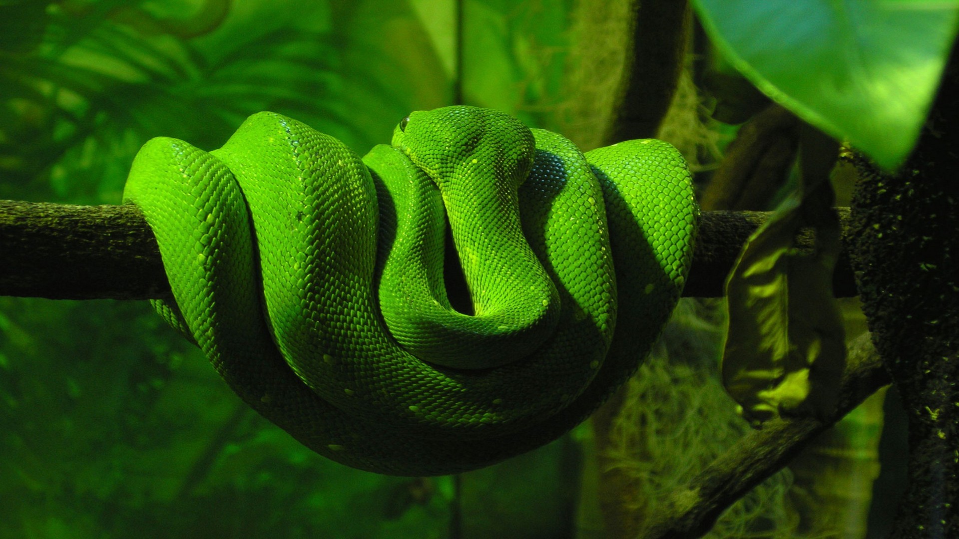 Green Dari Snake Data Src Popular Cool Snake Wallpapers - Best World Hd ...