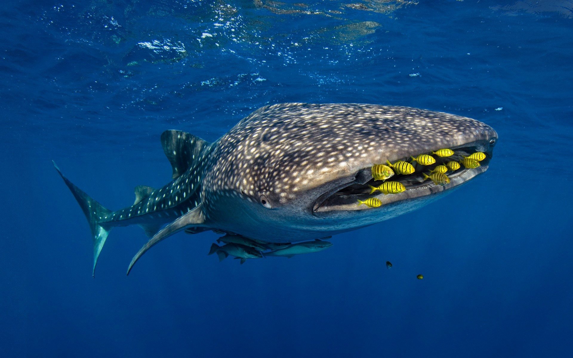 whale shark wallpaper,whale shark,fish,marine biology,shark ...