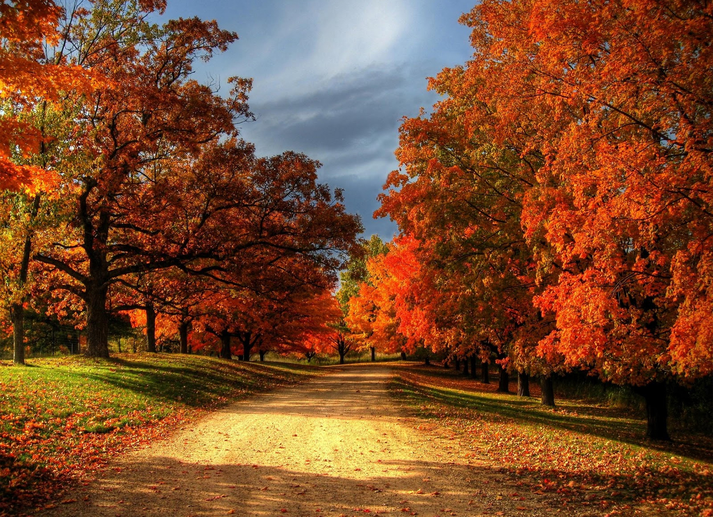 fall trees wallpaper,tree,natural landscape,leaf,nature,sky (#386379 ...