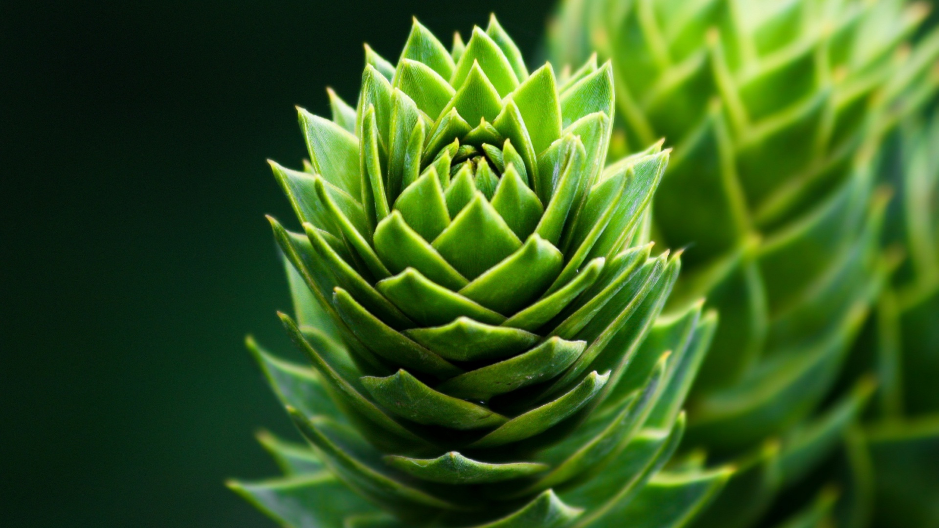 unique wallpaper download,green,plant,terrestrial plant,leaf,vegetation ...