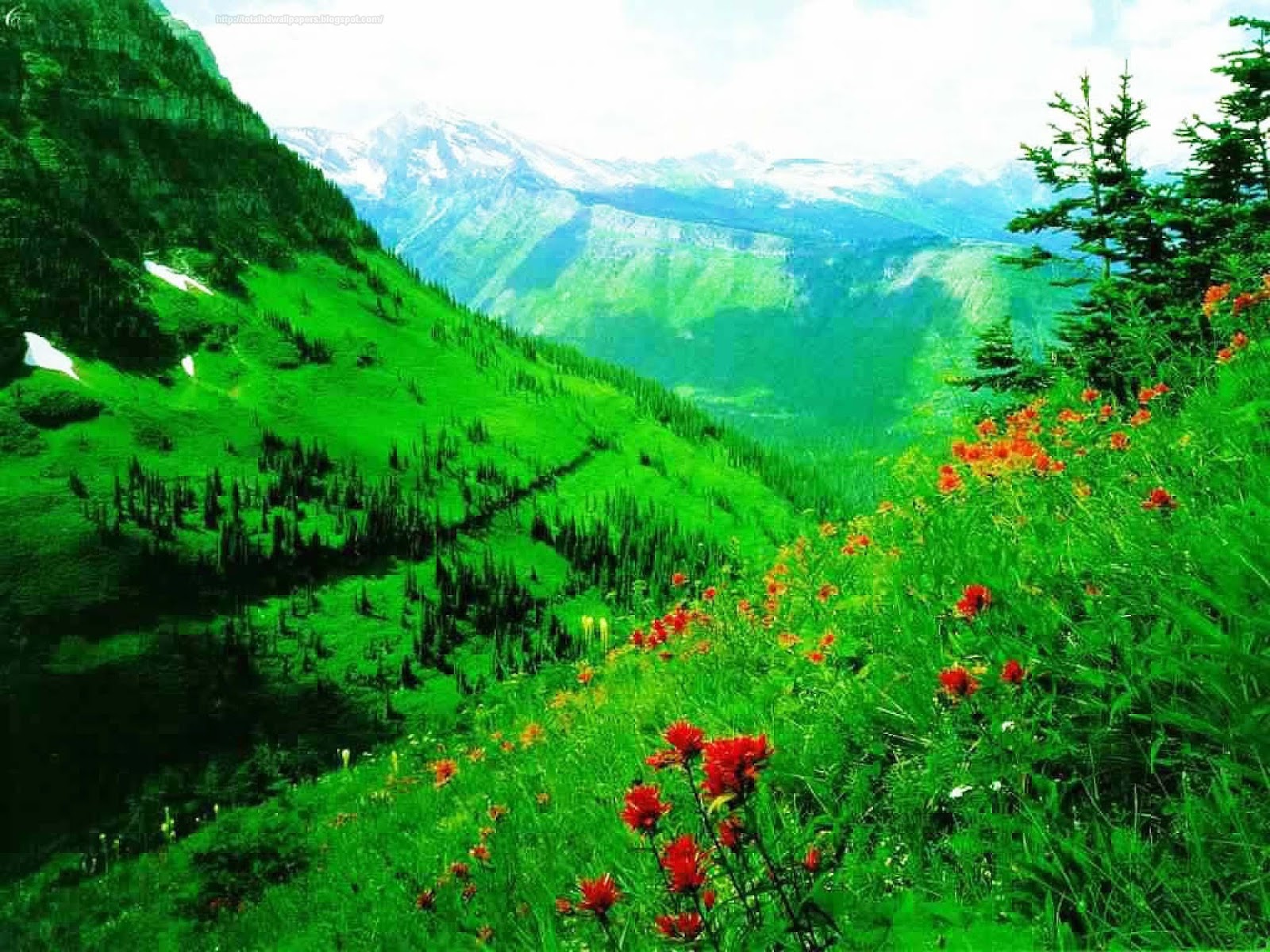 www beautiful wallpapers,natural landscape,nature,vegetation ...