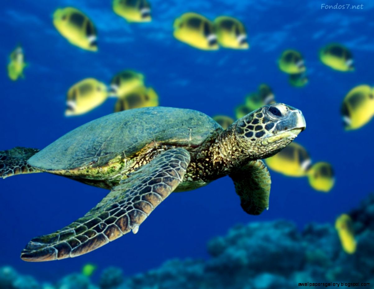Funmozar Cute Baby Turtles - Real Under The Sea- WallpaperUse