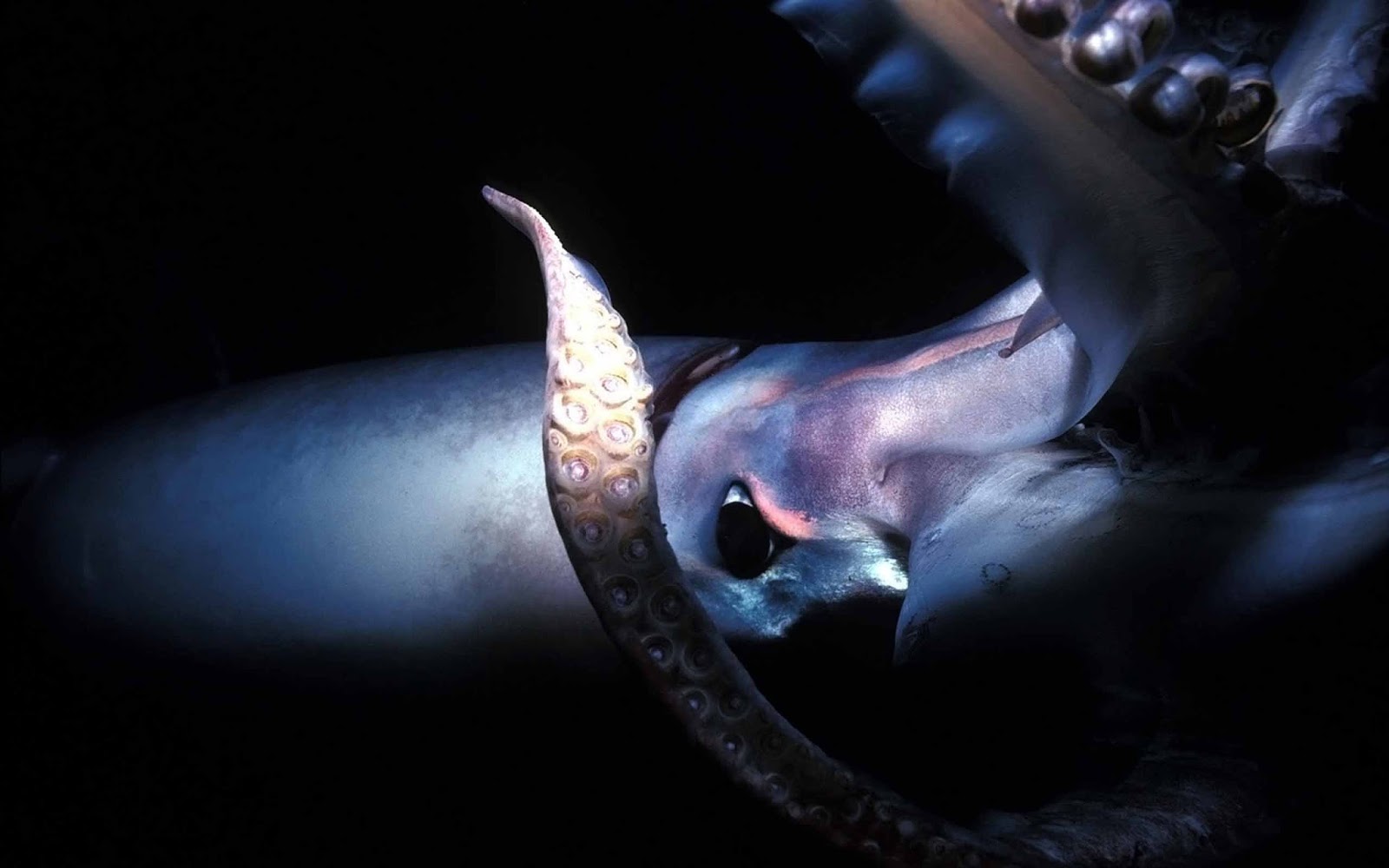 squid wallpaper,darkness,mouth,jaw,shark,fish (#393056) - WallpaperUse