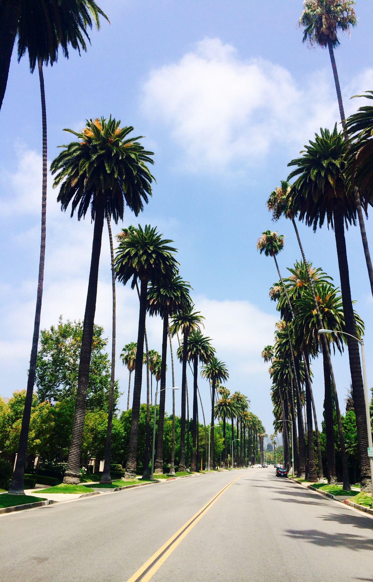 beverly hills wallpaper,baum,palme,wüstenpalme,borassus flabellifer ...