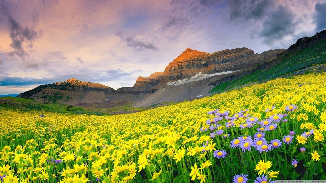 1366x768 wallpaper,natural landscape,nature,meadow,flower,grassland ...