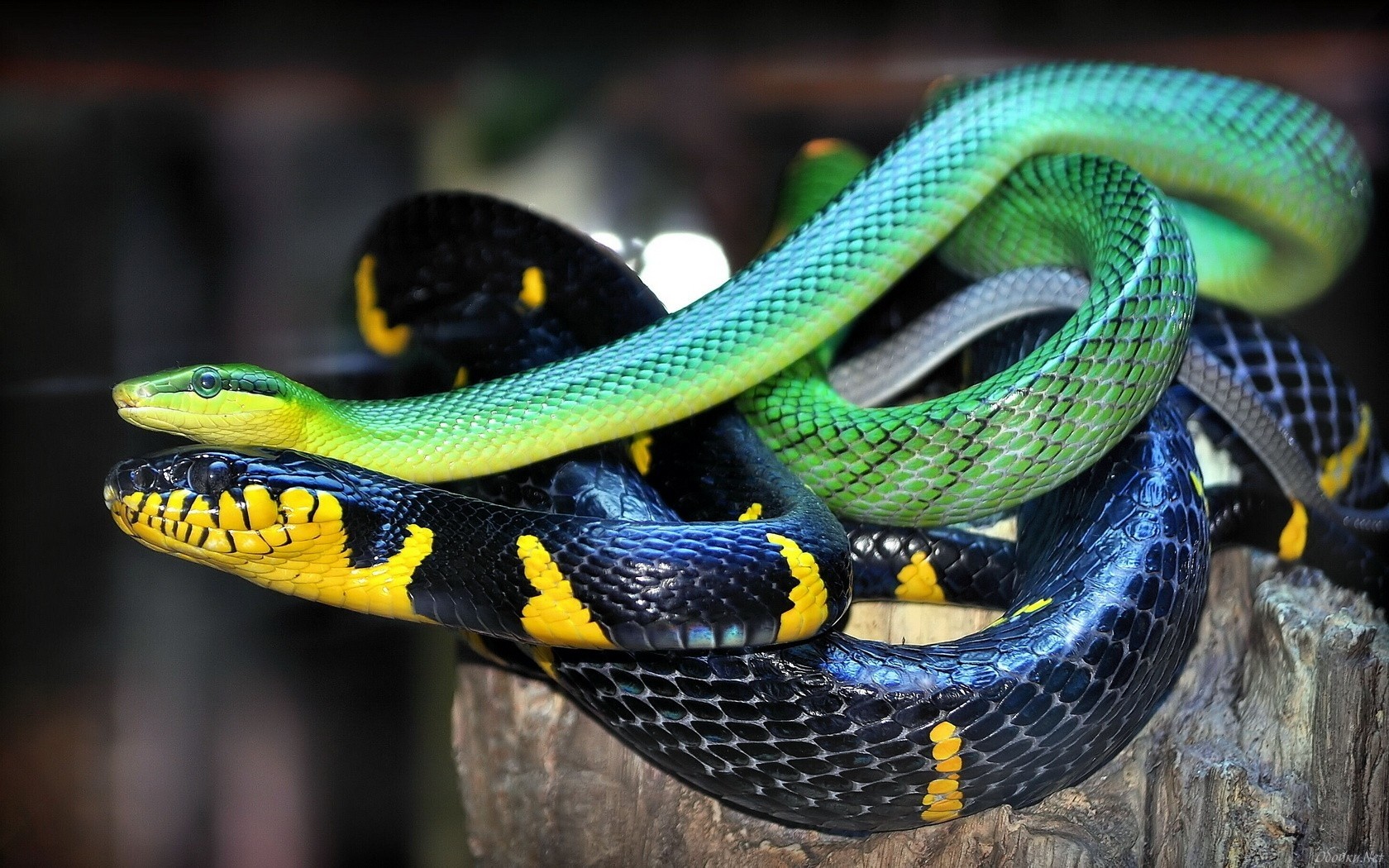 carta da parati serpente,serpente,rettile,serpente,serpente volante ...