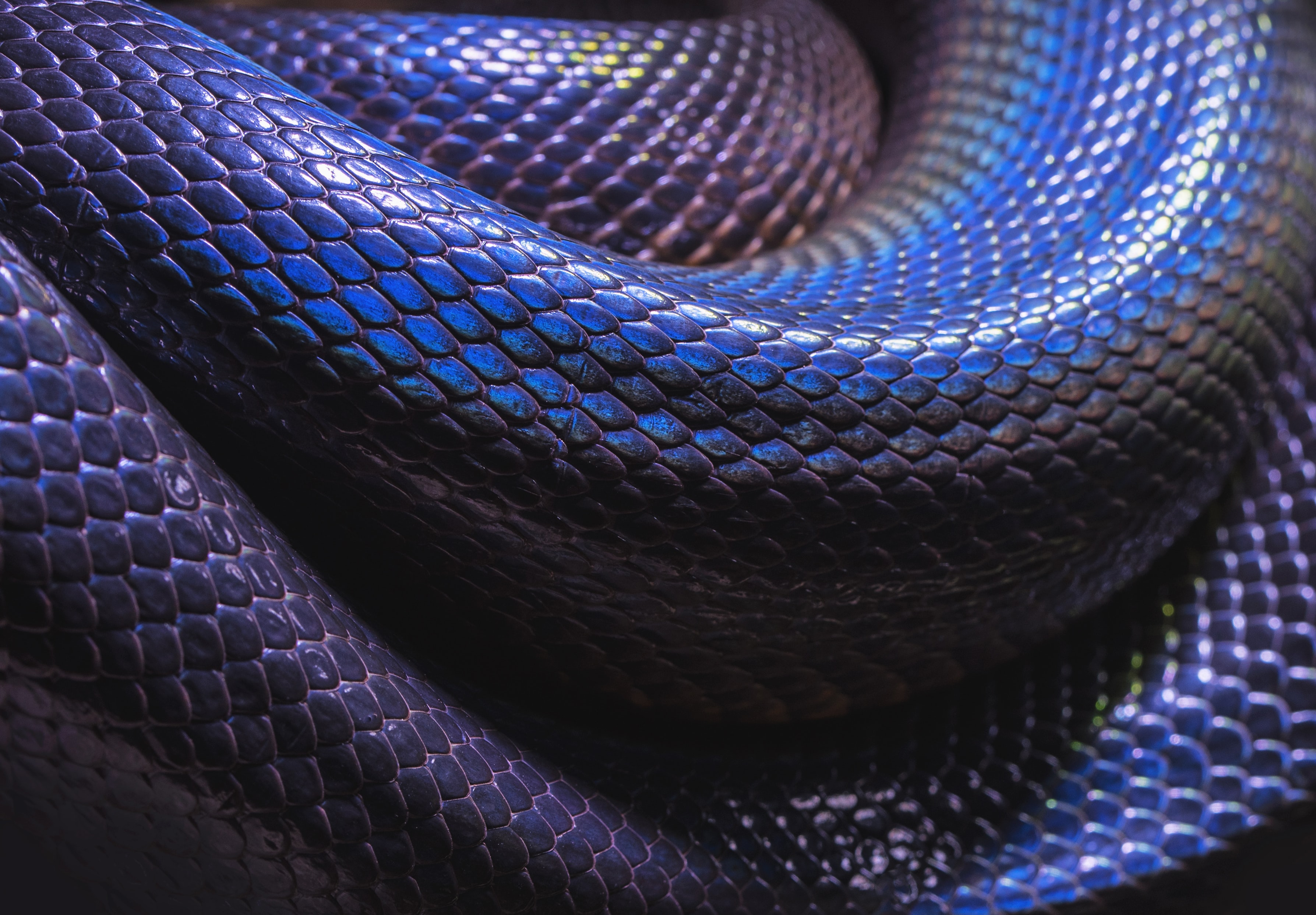 snake wallpaper,blue,purple,cobalt blue,electric blue,violet (#42989 ...