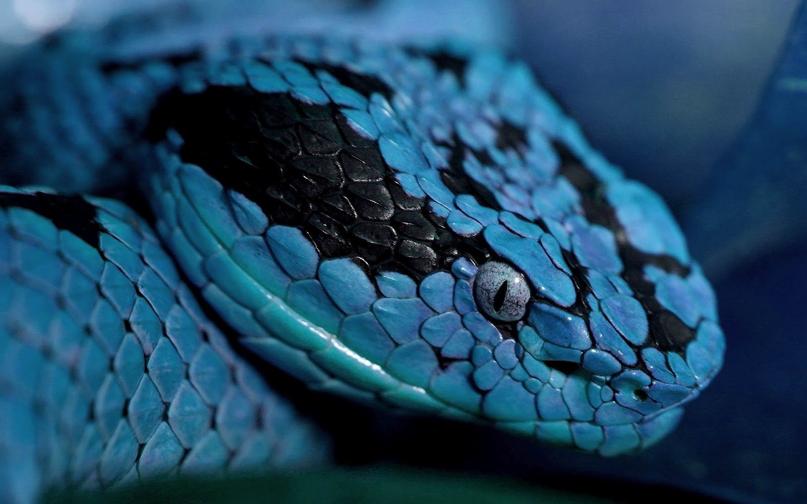 Beautiful Snake Wallpaper Hd Images One Hd Wallpaper - Cobra Blue Snake ...