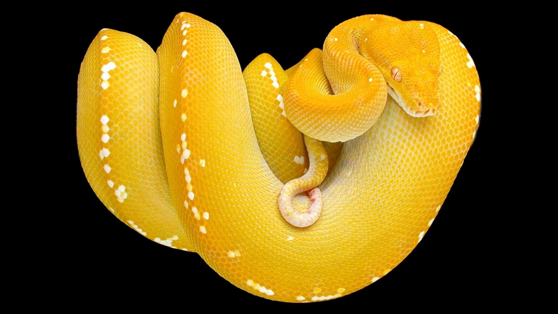 Python Snake Wallpaper - Yellow Snake- WallpaperUse