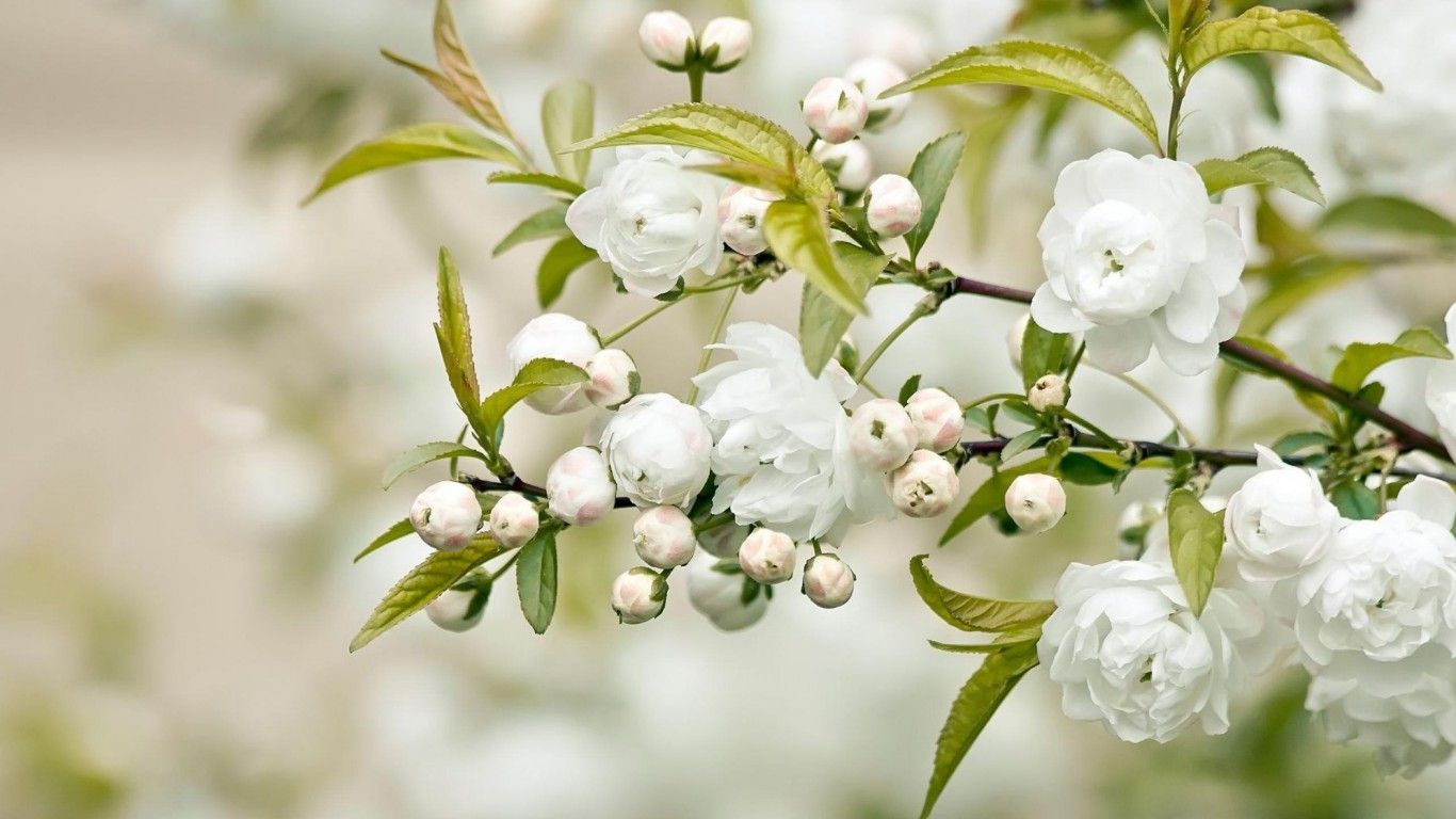 Free Hd Flower Wallpaper For Computer Images Backgrounds - Hd Flower ...