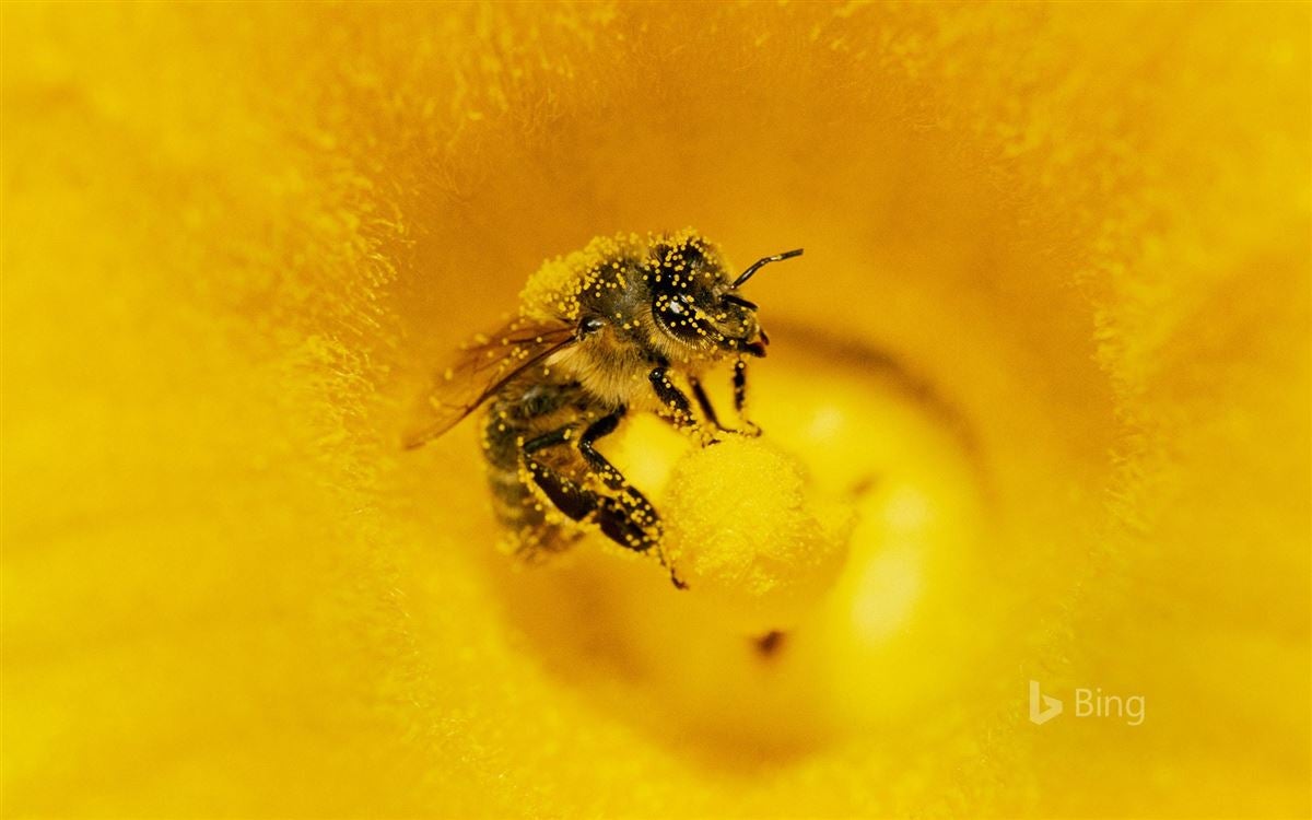 bing wallpaper,honeybee,bee,insect,megachilidae,membrane winged insect ...