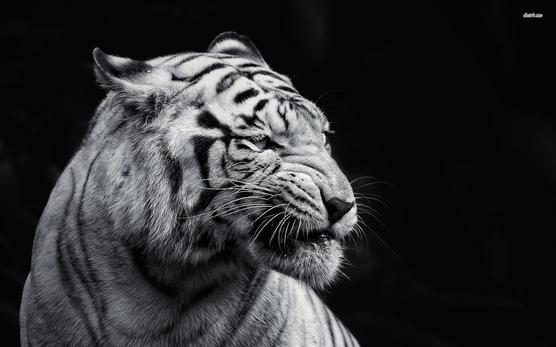 animal wallpaper hd,tigre,fauna silvestre,tigre de bengala,blanco ...