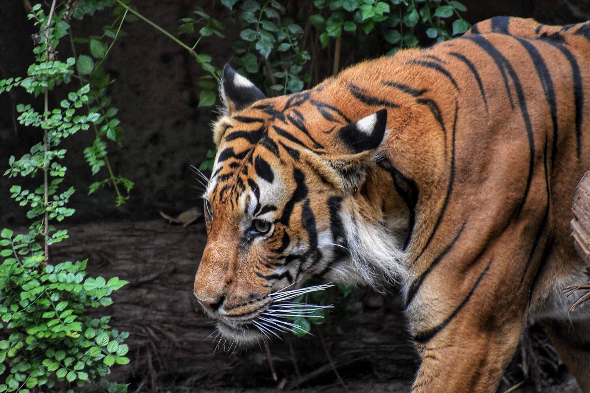 Angry Bengal Tiger Hd Background - Native Animals In Bali- WallpaperUse
