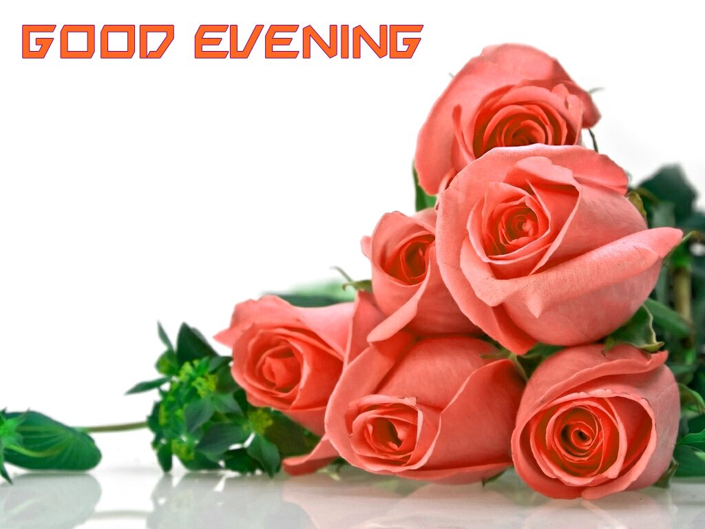 good evening wallpaper,rose,flower,garden roses,pink,cut flowers ...