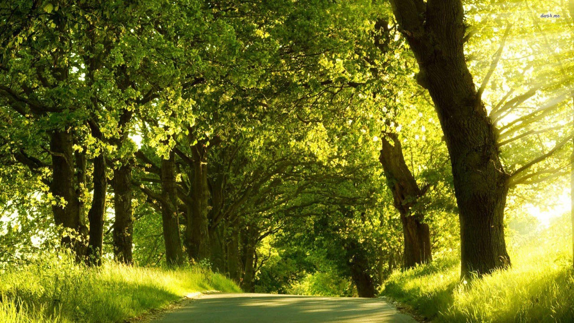 morning wallpaper,tree,natural landscape,nature,green,people in nature ...