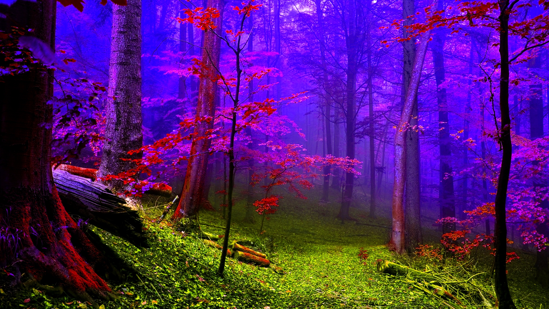 Colorful Fog Wallpaper - Nature Forest Background- WallpaperUse