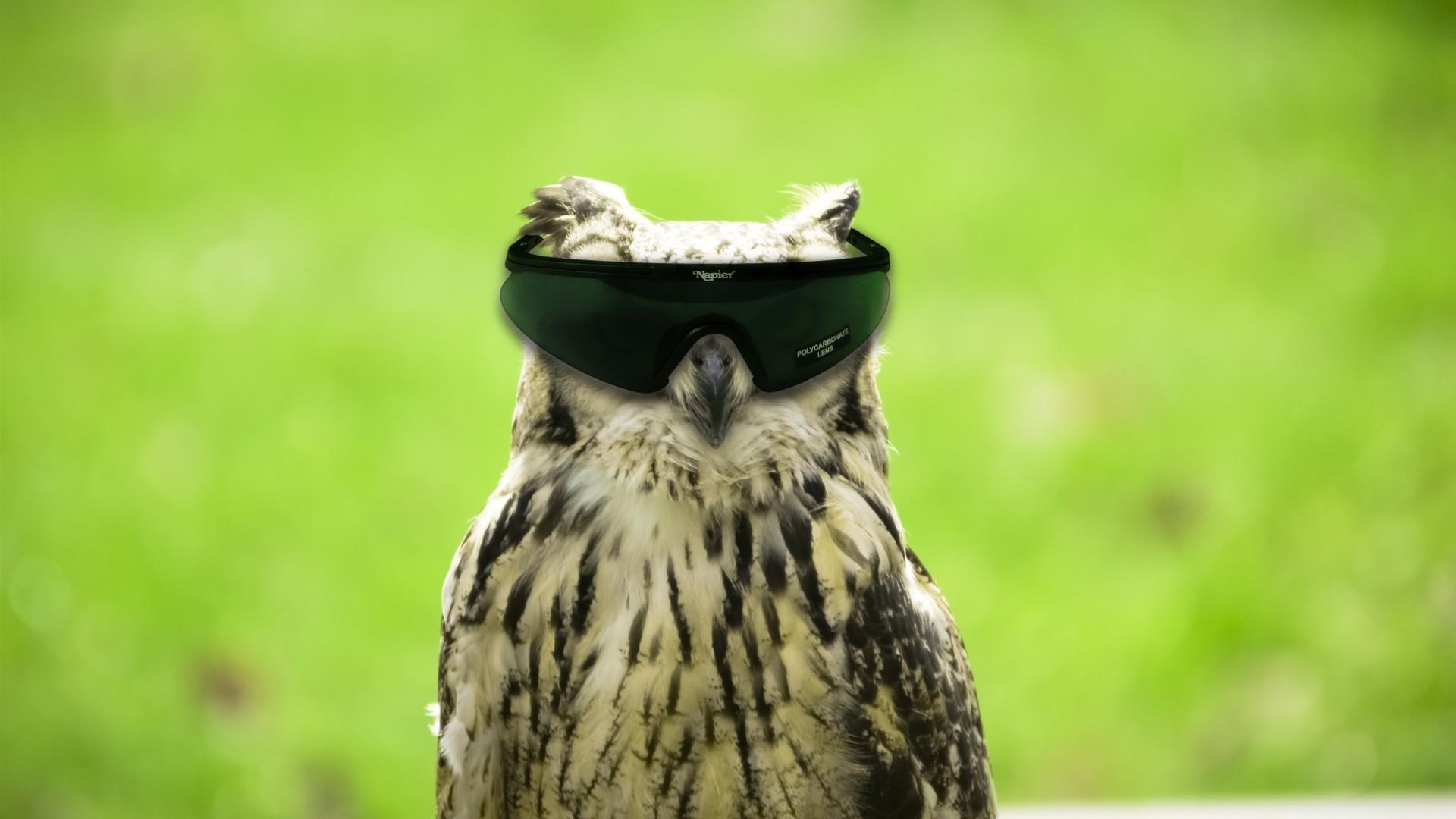 Lustige Eule - Funny Owl Hd Wallpaper 8k- WallpaperUse