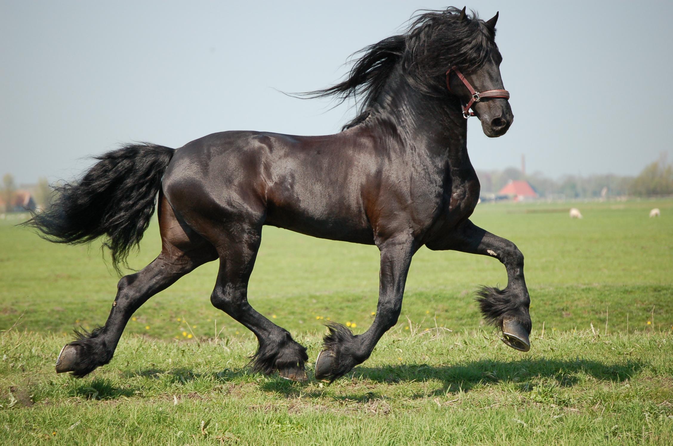 Monte Il Frisone - Running Friesian Horse- WallpaperUse