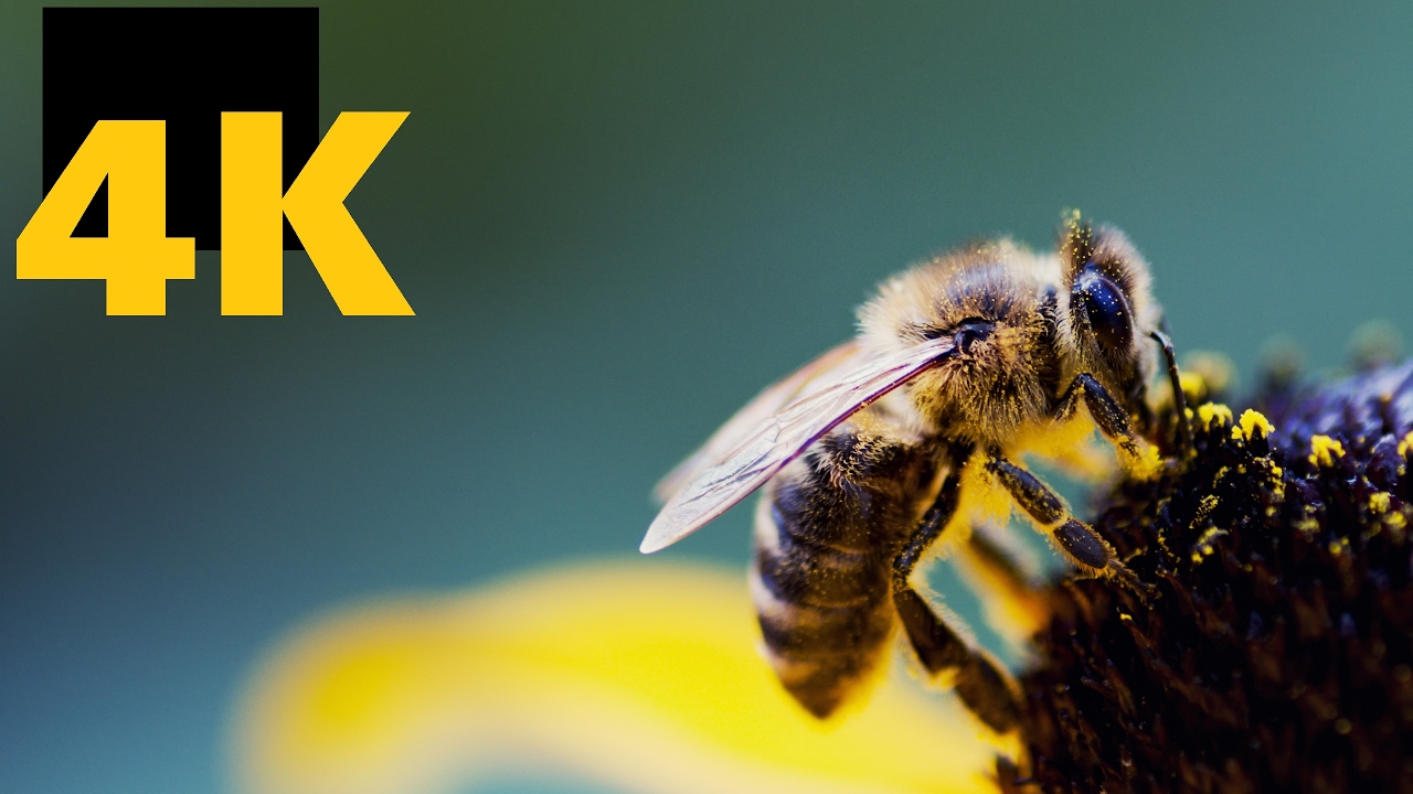 sfondi in 4k,ape,ape,insetto,insetto alato membrana,bombo (#409305 ...