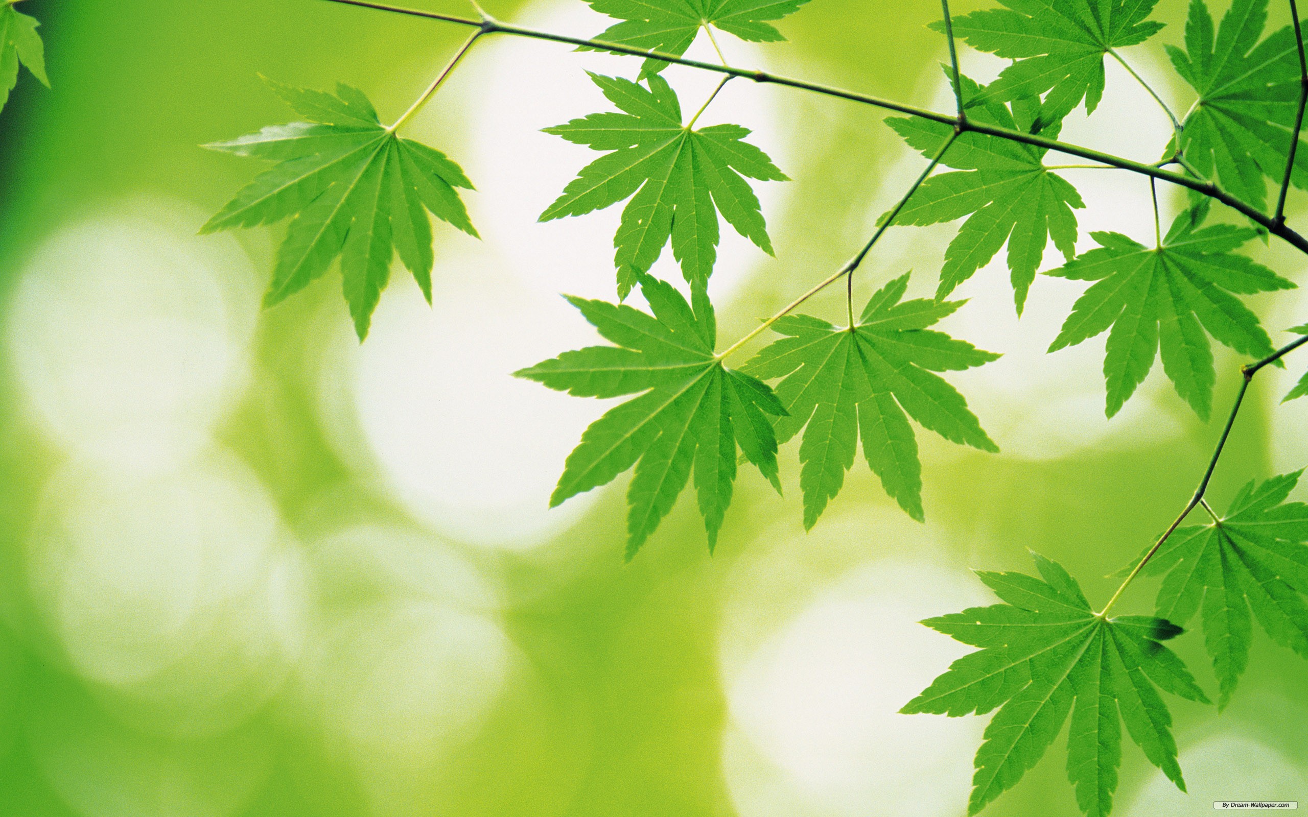 friendly wallpaper,leaf,green,plant,flowering plant,tree (#433905 ...