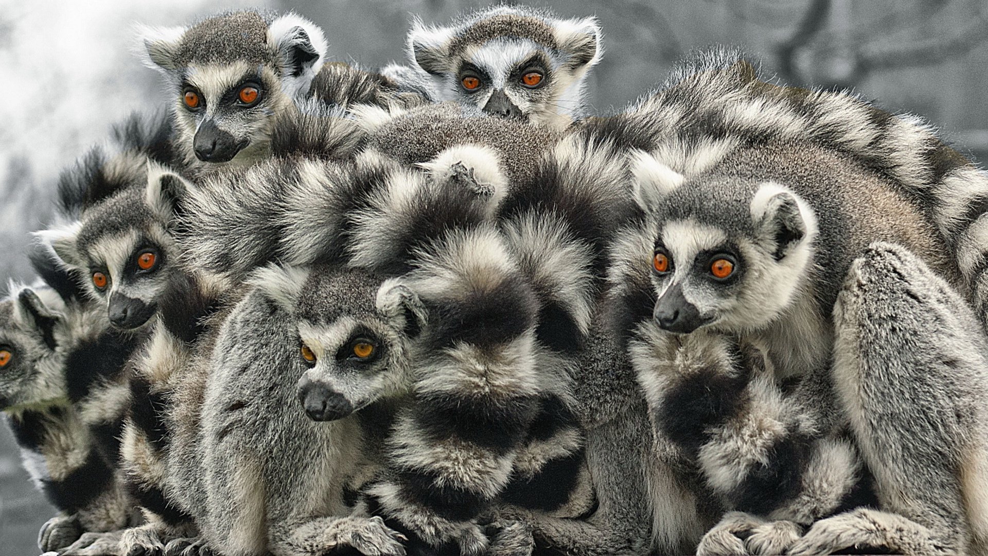 374004 Title Animal Lemur Monkeys Wallpaper - Lemur Wallpaper Hd ...