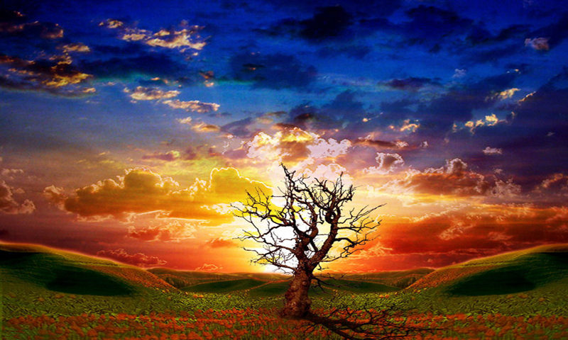 800x480 fondo de pantalla,cielo,paisaje natural,naturaleza,árbol ...