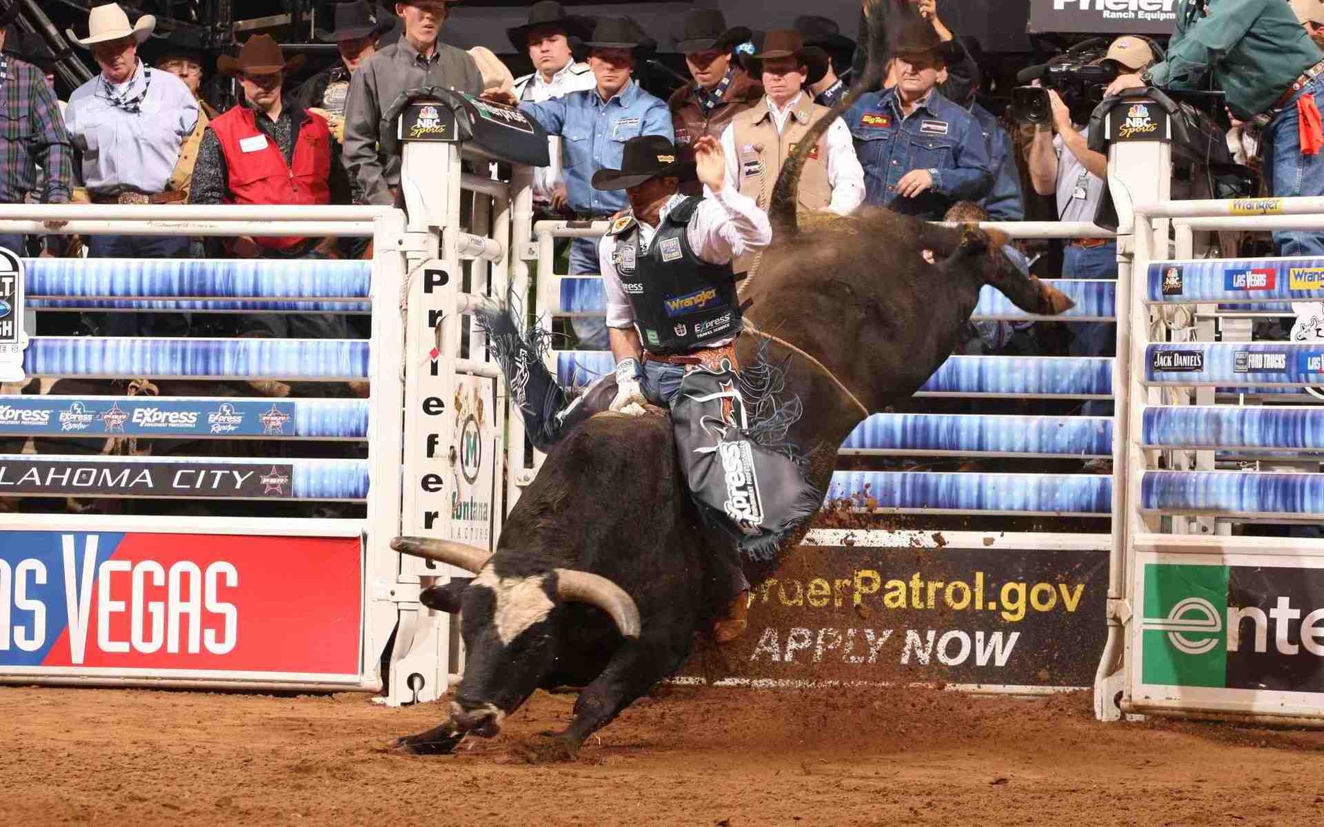 fondo de pantalla de toros,toro,rodeo,deportes,brida,monta de toros ...