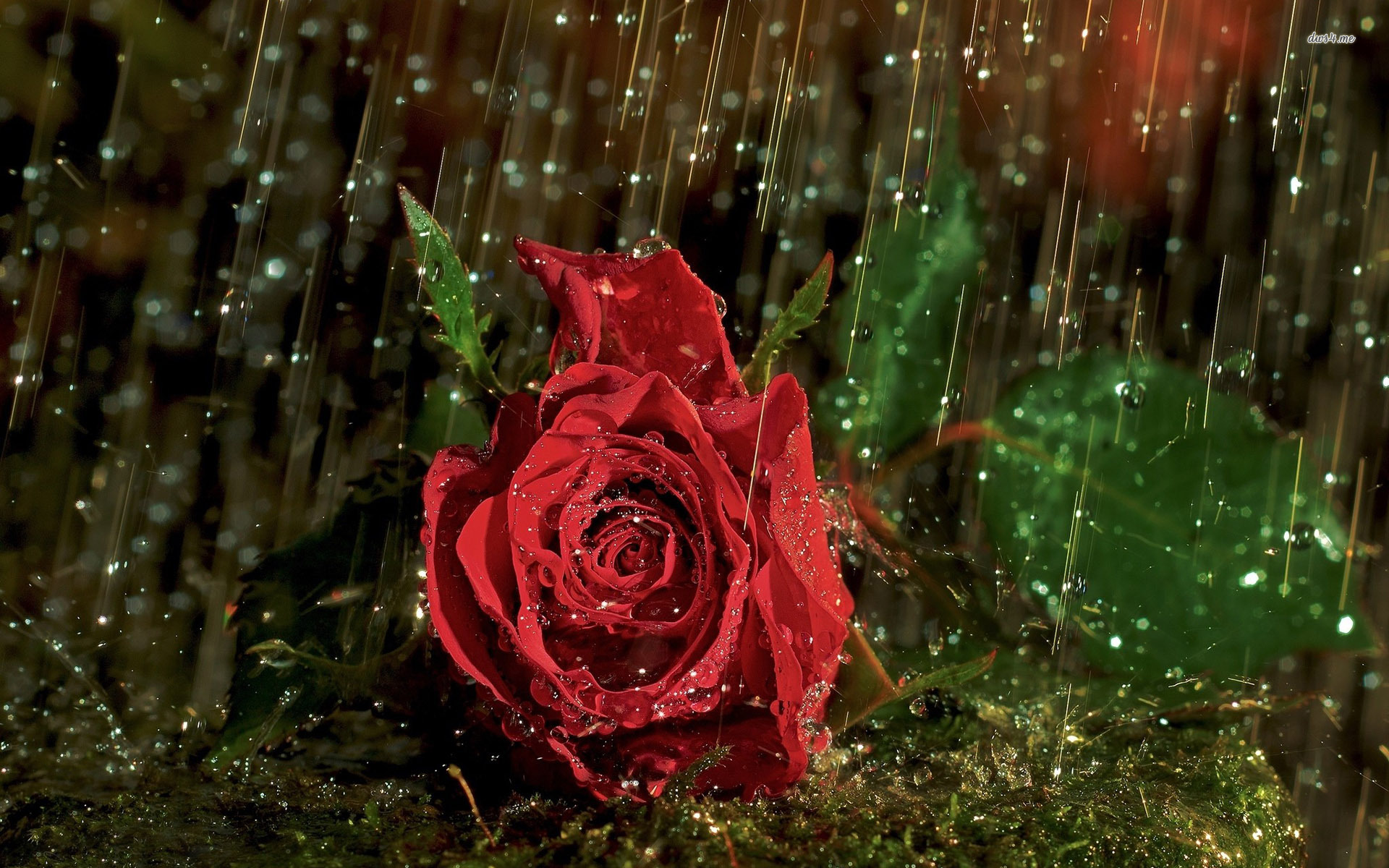 rain rose wallpaper,garden roses,water,red,nature,rose (#443674 ...