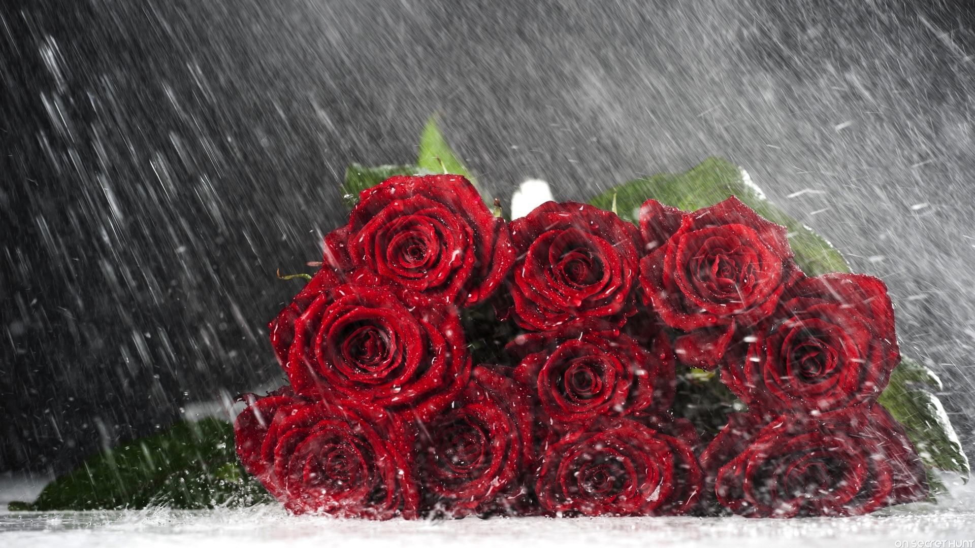 rain rose wallpaper,red,bouquet,flower,garden roses,rose (#443721 ...