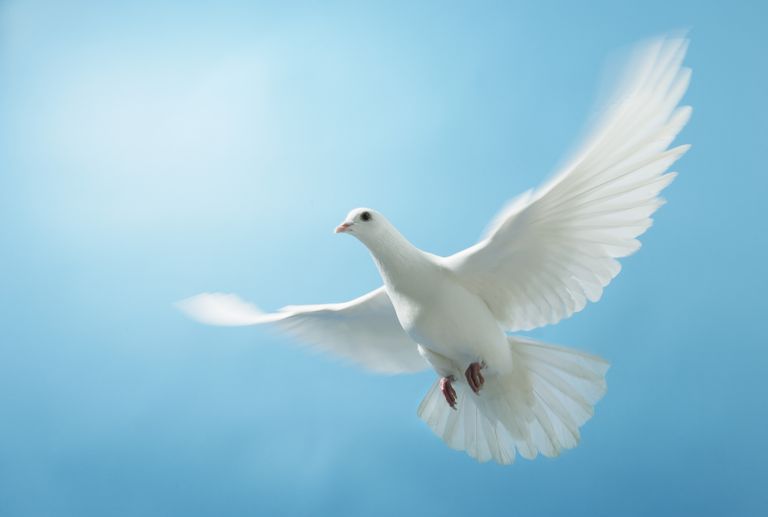 carta da parati colomba,uccello,piccioni e colombe,ala,cielo,piuma ...