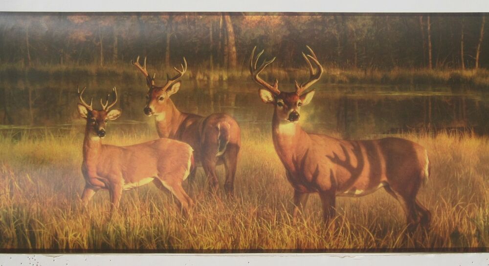 deer wallpaper border,wildlife,deer,elk,grassland,antler (#457859 ...