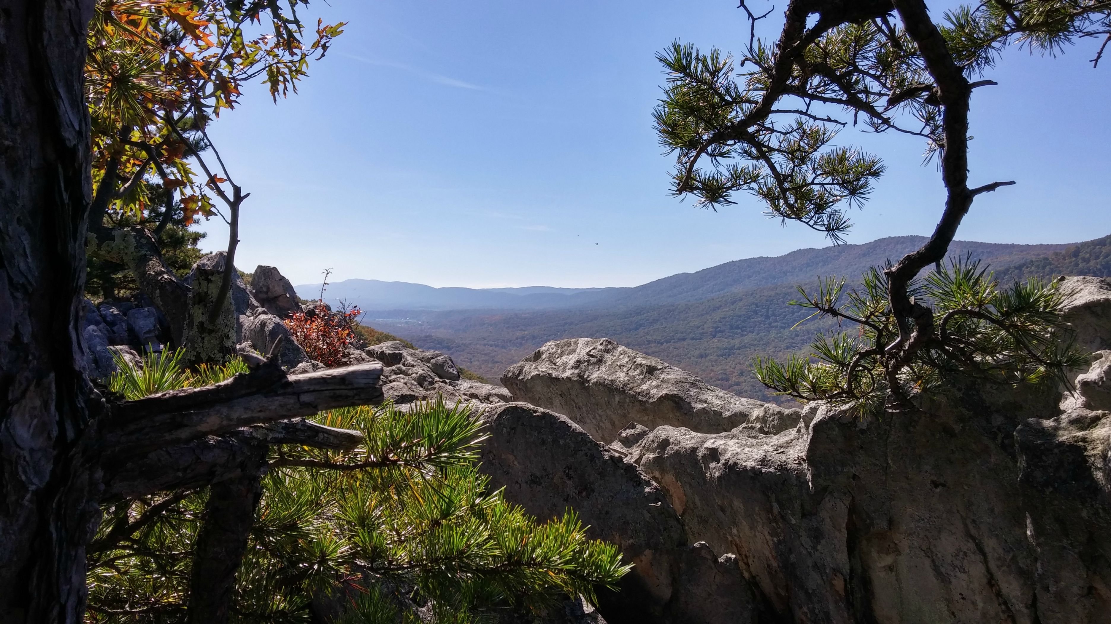 virginia wallpaper,nature,vegetation,tree,wilderness,mountainous ...