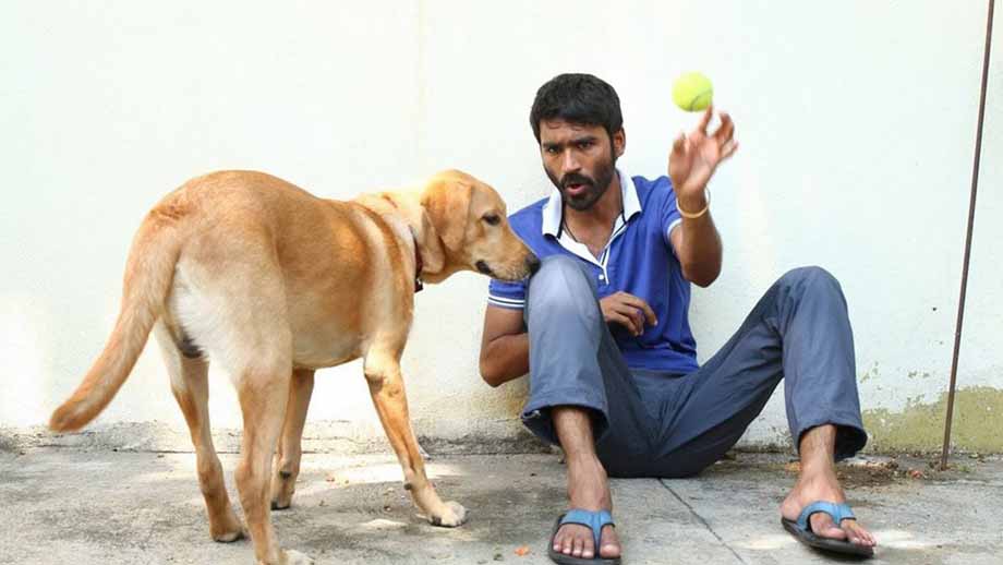 dhanush hd wallpapers 1080p,dog,canidae,dog breed,fun,carnivore ...