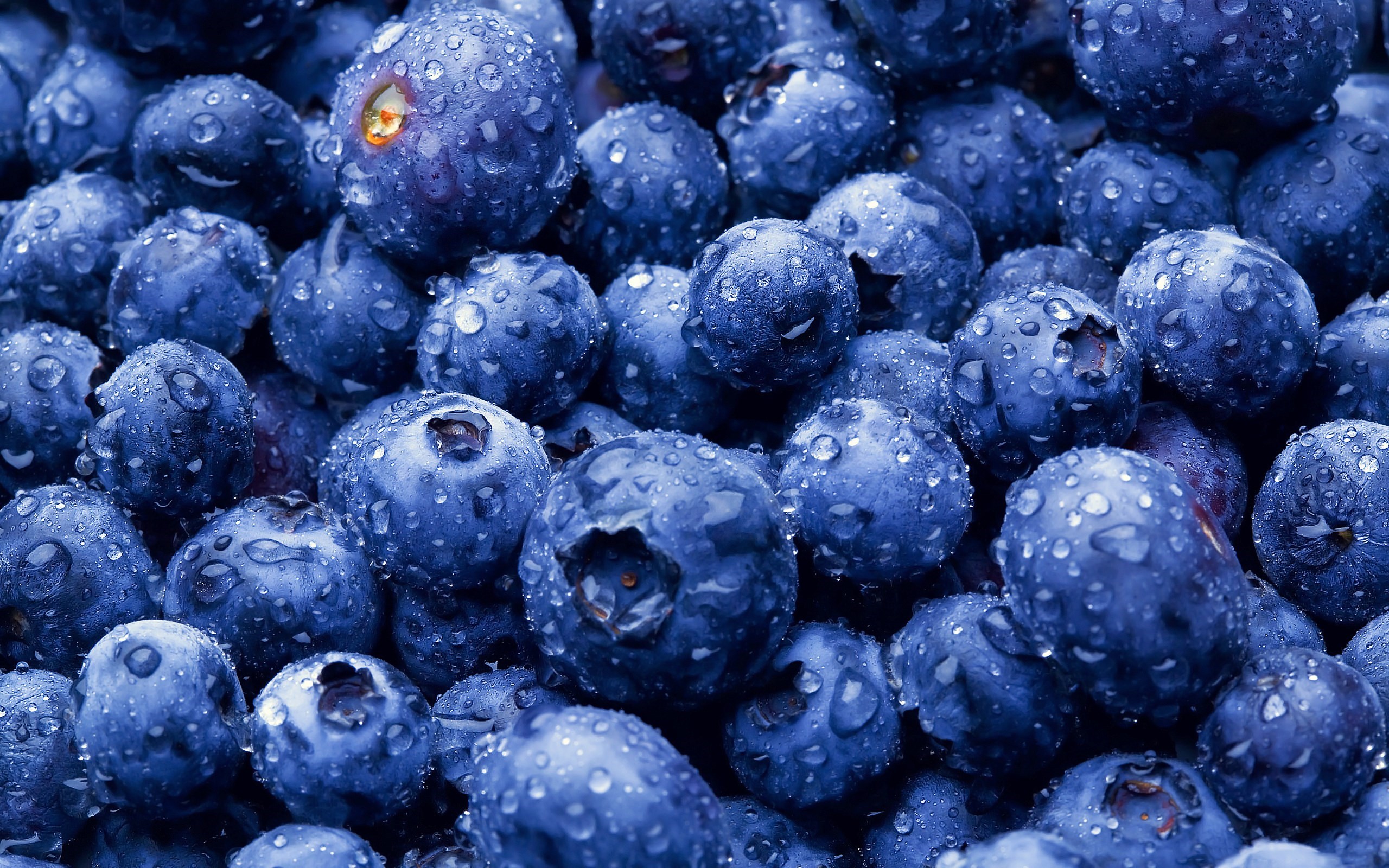 High Resolution Blueberry Hd- WallpaperUse