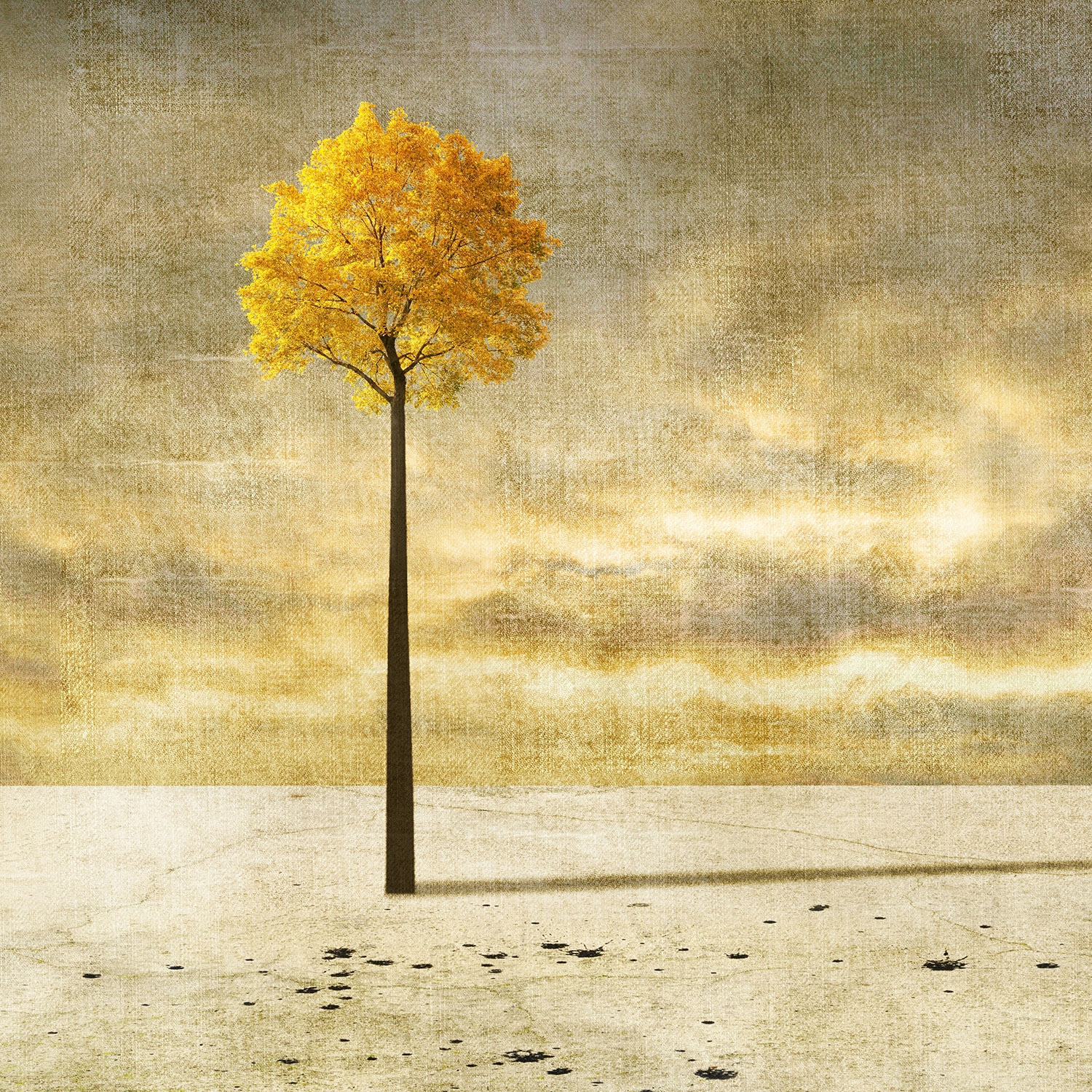 Single Yellow Tree - Yellow Tree- WallpaperUse