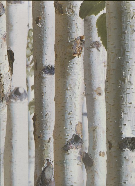 tree print wallpaper,canoe birch,tree,birch,sweet birch,woody plant ...