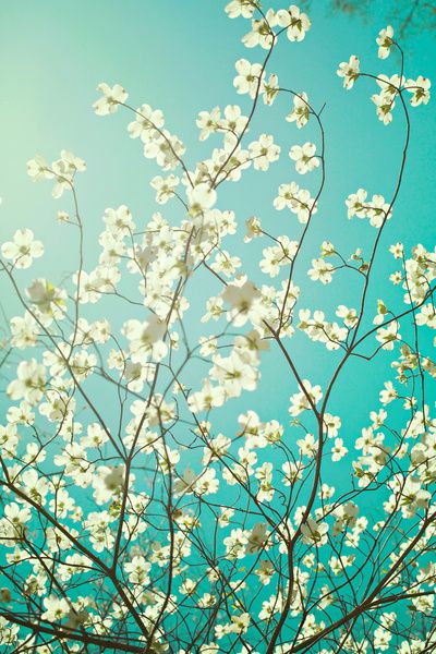 tree print wallpaper,flower,branch,plant,blossom,tree (#482978 ...