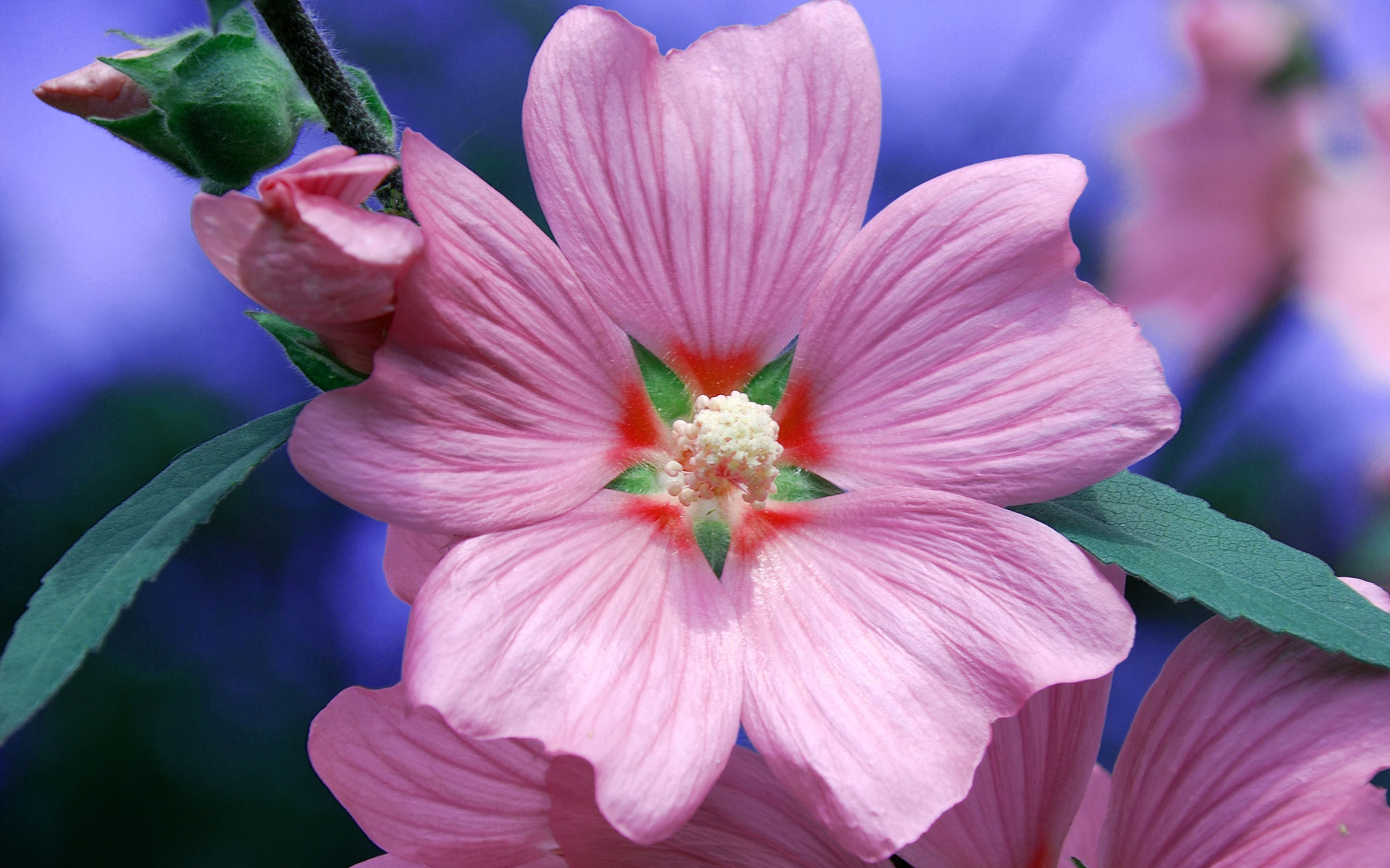 Pick A Flower - Hd Flower Pick- WallpaperUse