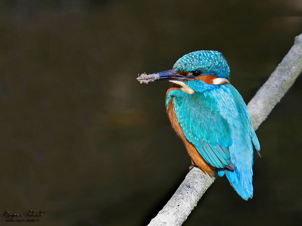 bird wallpaper for walls,bird,beak,coraciiformes,turquoise,wildlife ...